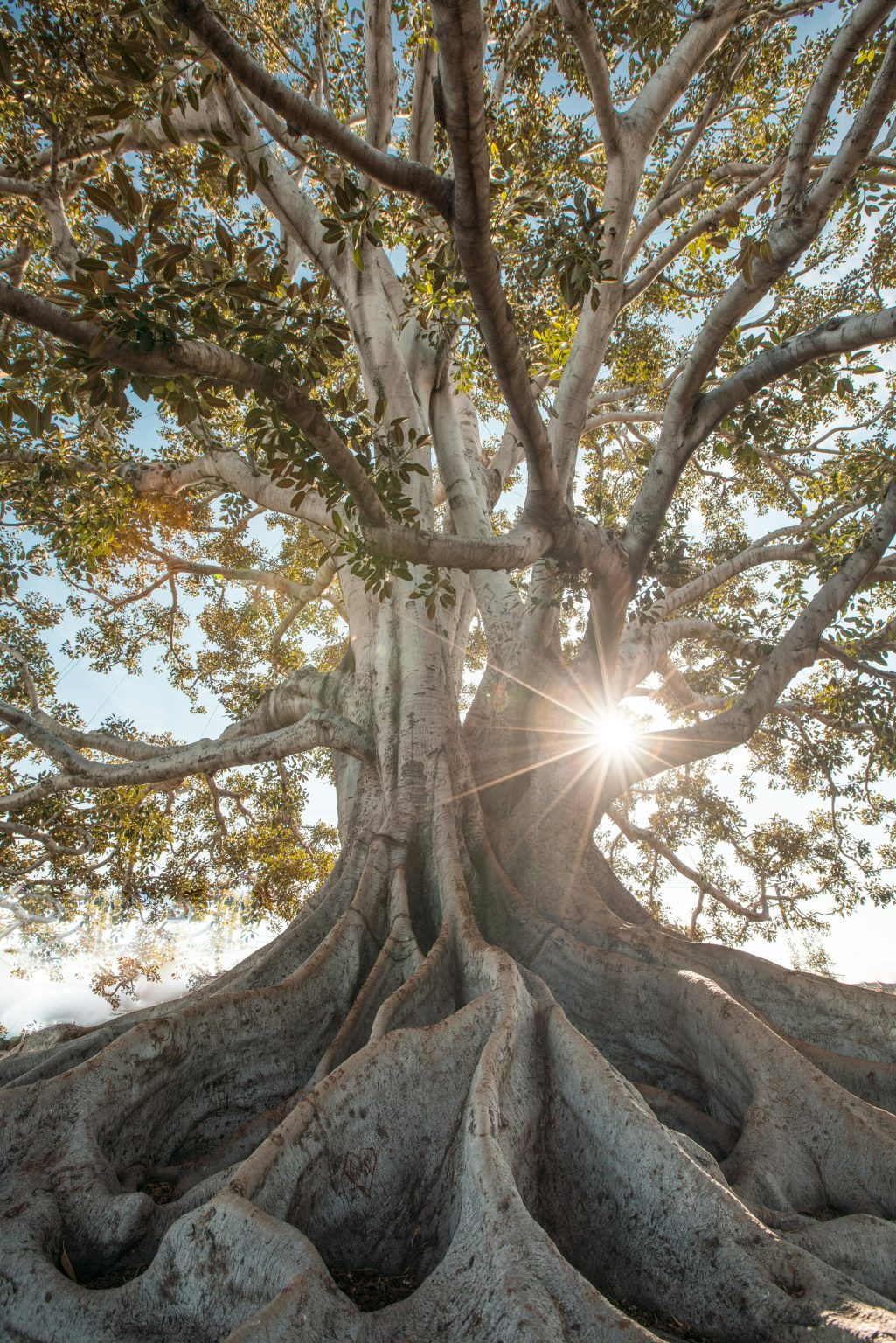 Rooted and Built Up in Christ | The Outlook Magazine